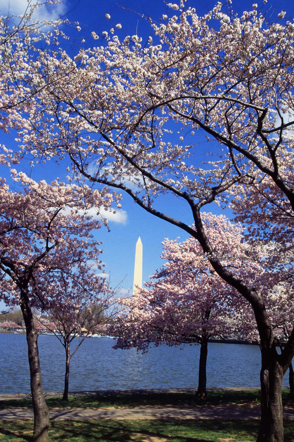 The Samurai Chemist and the Cherry Trees - The Roberta Bondar Foundation