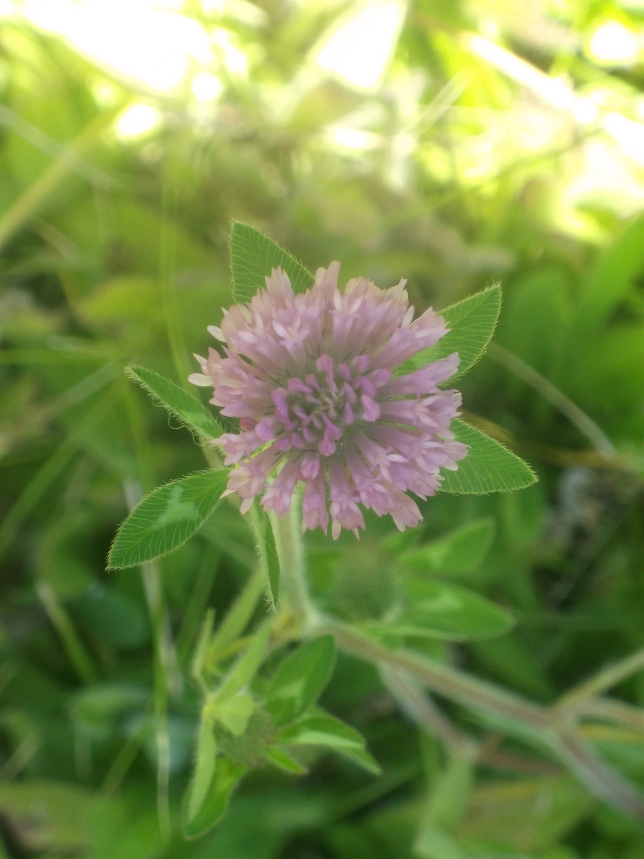 2020 Summer Camp Bondar Challenge Winners - The Roberta Bondar Foundation