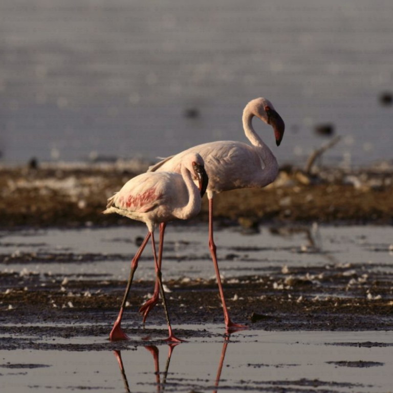 Lesser Flamingo - The Roberta Bondar Foundation