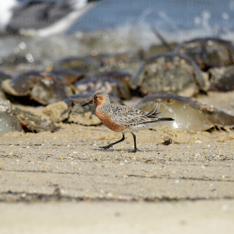 Red Knot - The Roberta Bondar Foundation