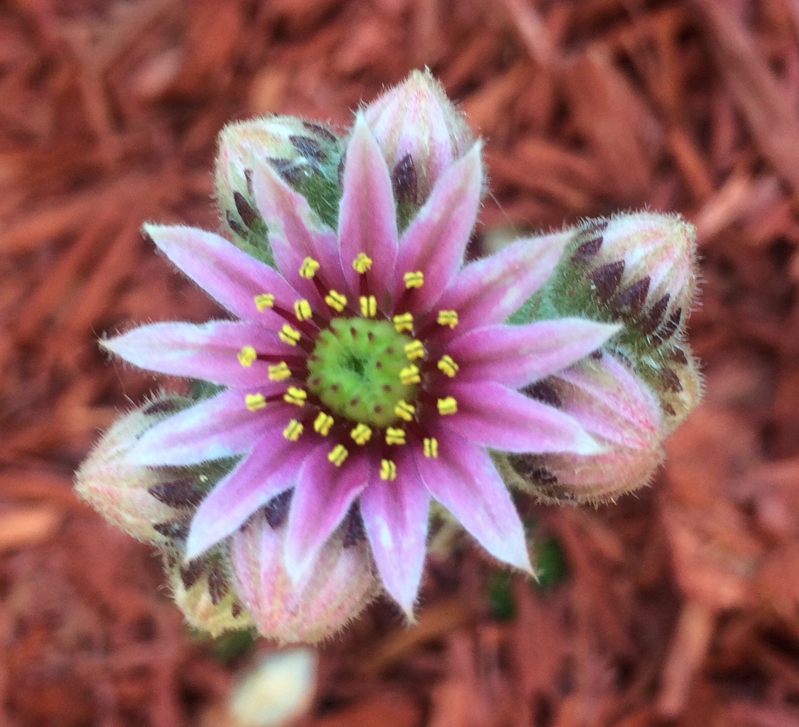 Sudbury Ontario 150 Bondar Challenge Submissions - The Roberta Bondar ...