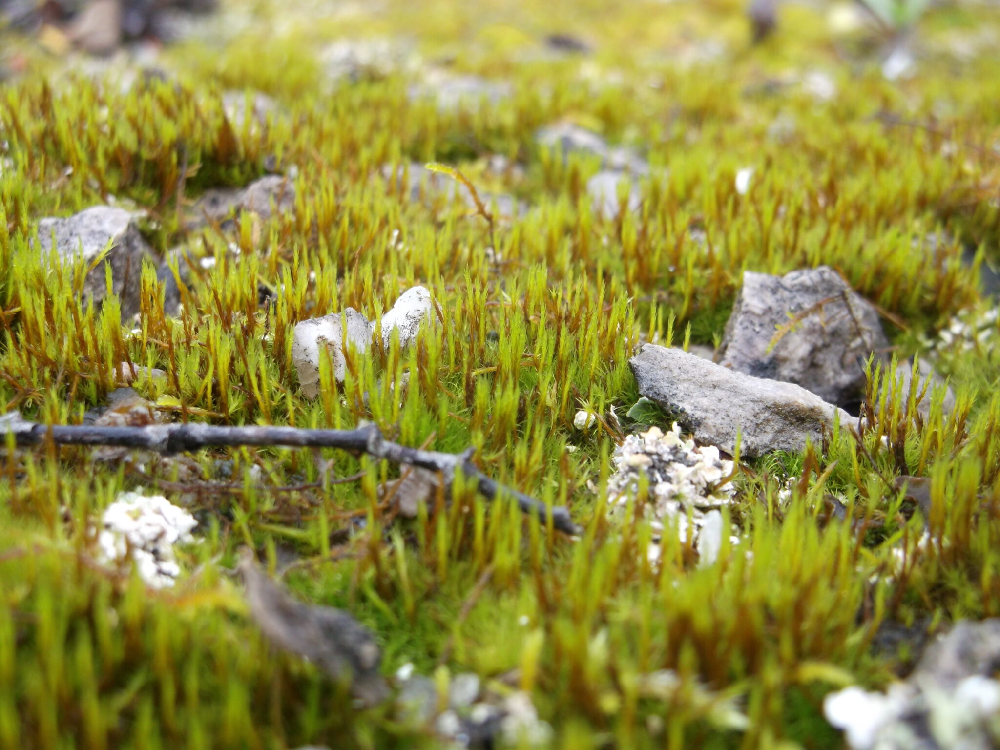 The Bondar Challenge - The Roberta Bondar Foundation